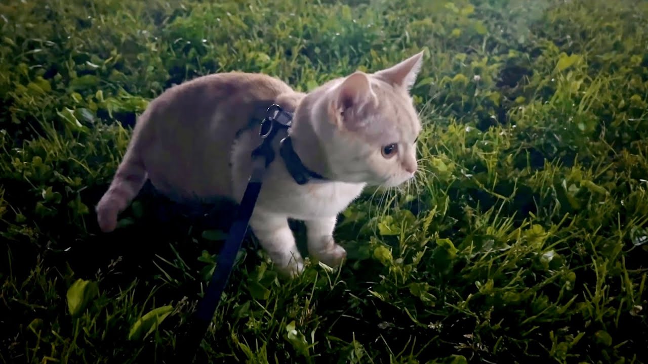[Night Walk ①] The cat's reaction to going outside at night for the ...