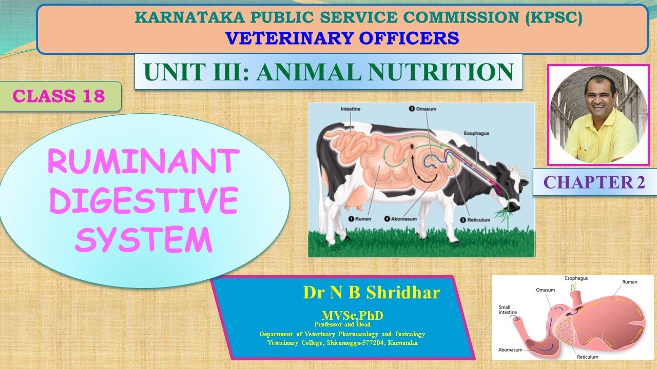 CLASS 18 RUMINANT DIGESTION PART 1 BY DR N B SHRIDHAR - YouTube