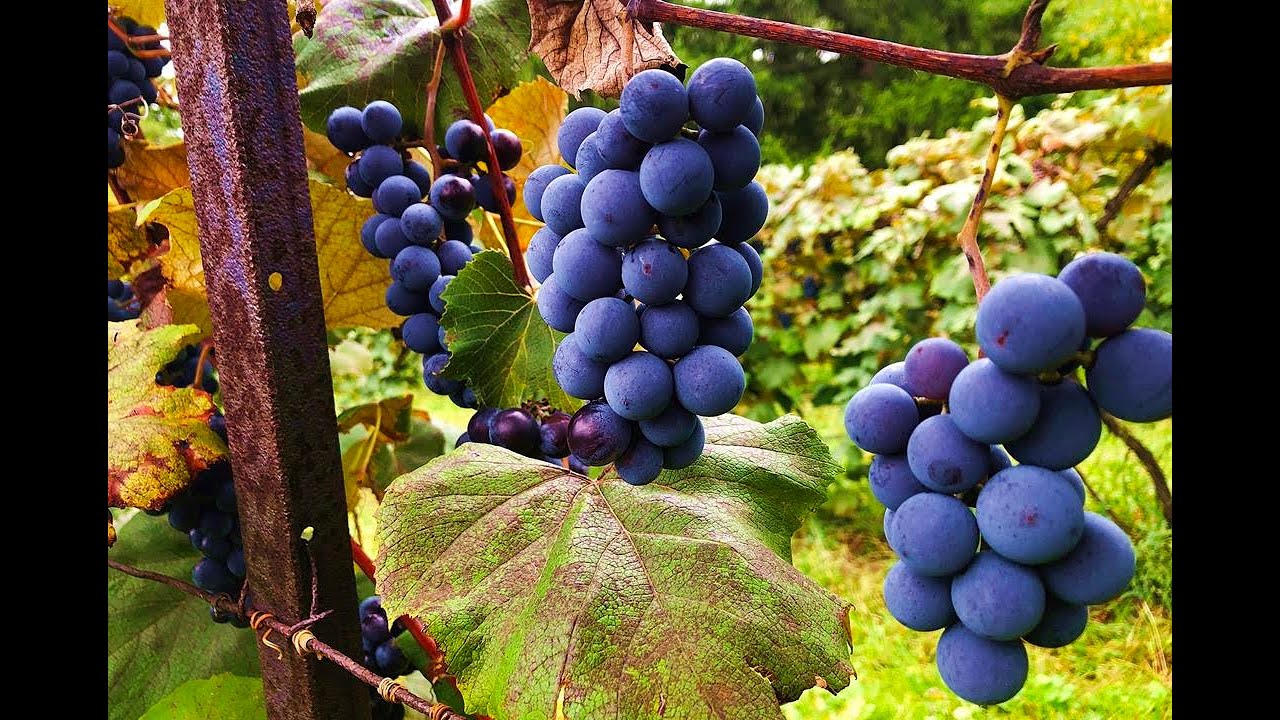 How To Make Pure Natural Concord Grape Juice #FoodFAQ - YouTube