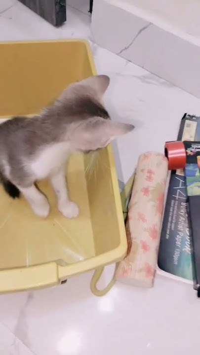 The Struggle Is Real 😂 Youtubeshorts Shortvideo Drawing Cats Catlover Youtube