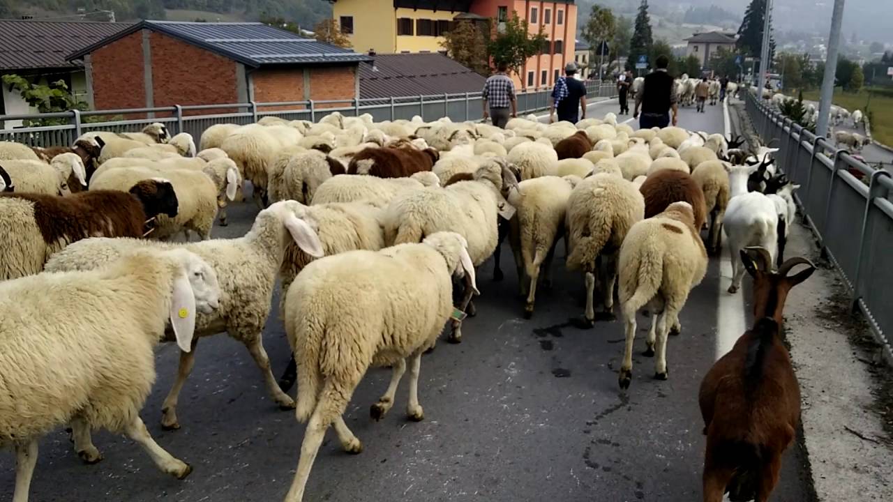 LA TRANSUMANZA DI PECORE E MUCCHE : FIERA DI S.LUCA A DEMONTE. (CN) 9 ...