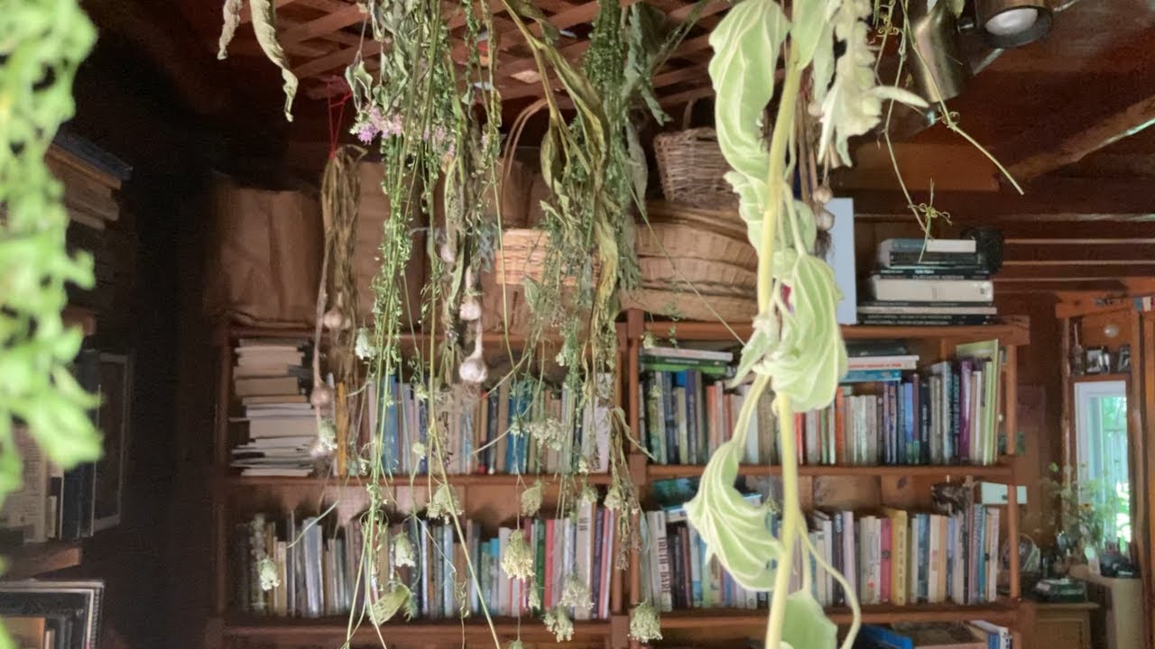 Plant Medicine Series: Snippet from an herbalist’s daily life - Touring ...