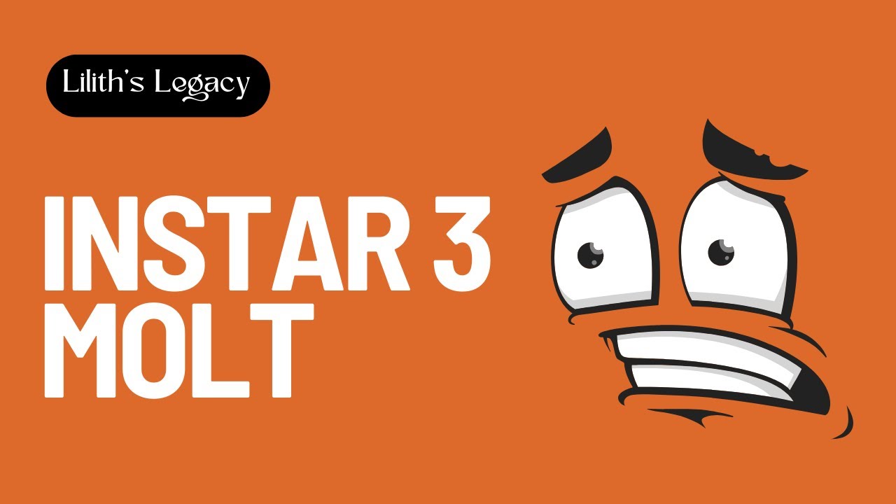 Jumping Spider Molt - Phidippus morpheus, instar 3 - YouTube