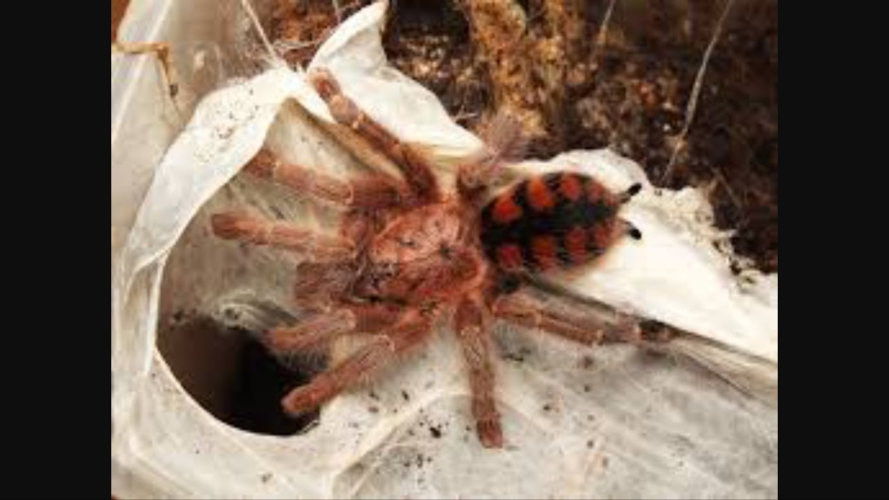 Avicularia Minatrix, Venezuelan Red Slate Pinktoe Tarantula, First Feed ...