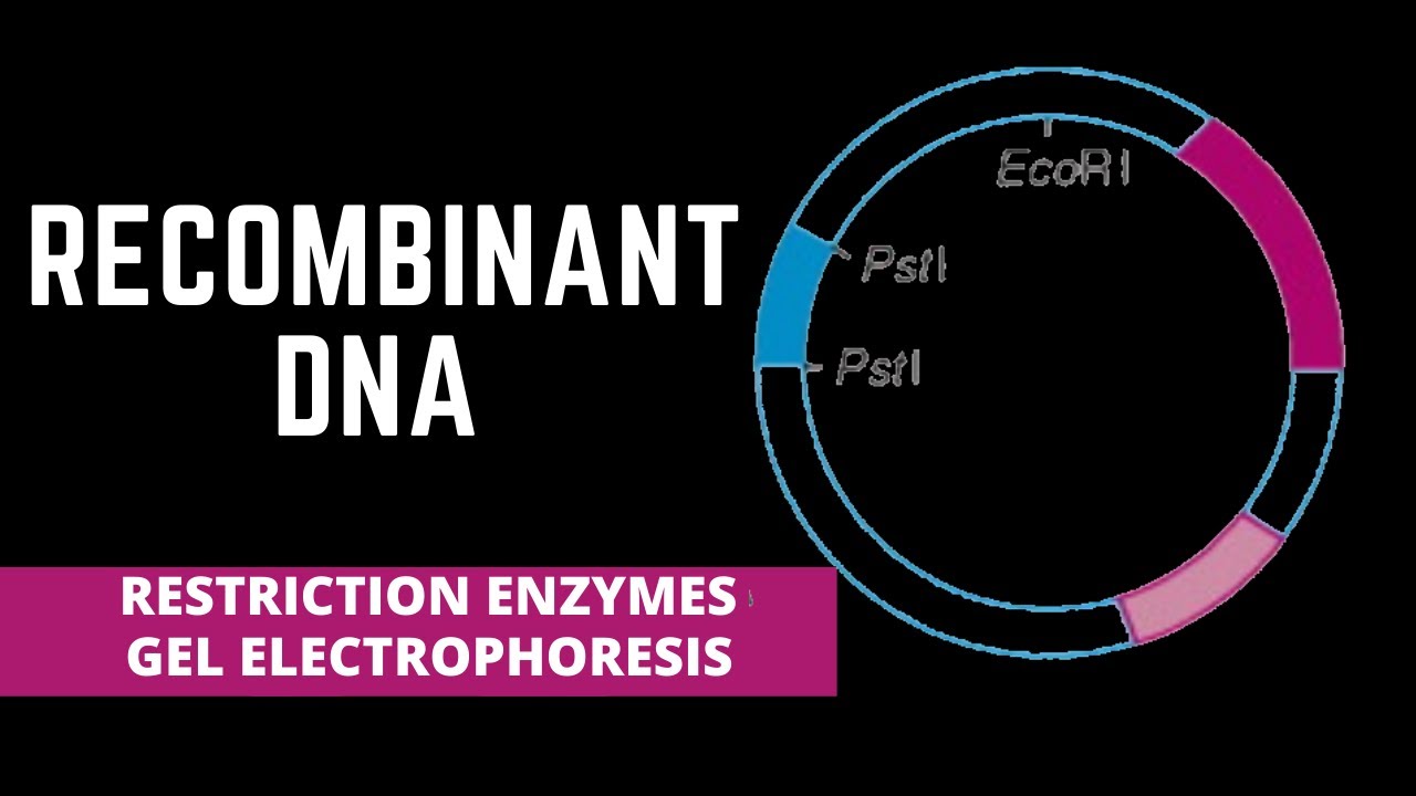 Restriction Enzymes Recombinant Dna