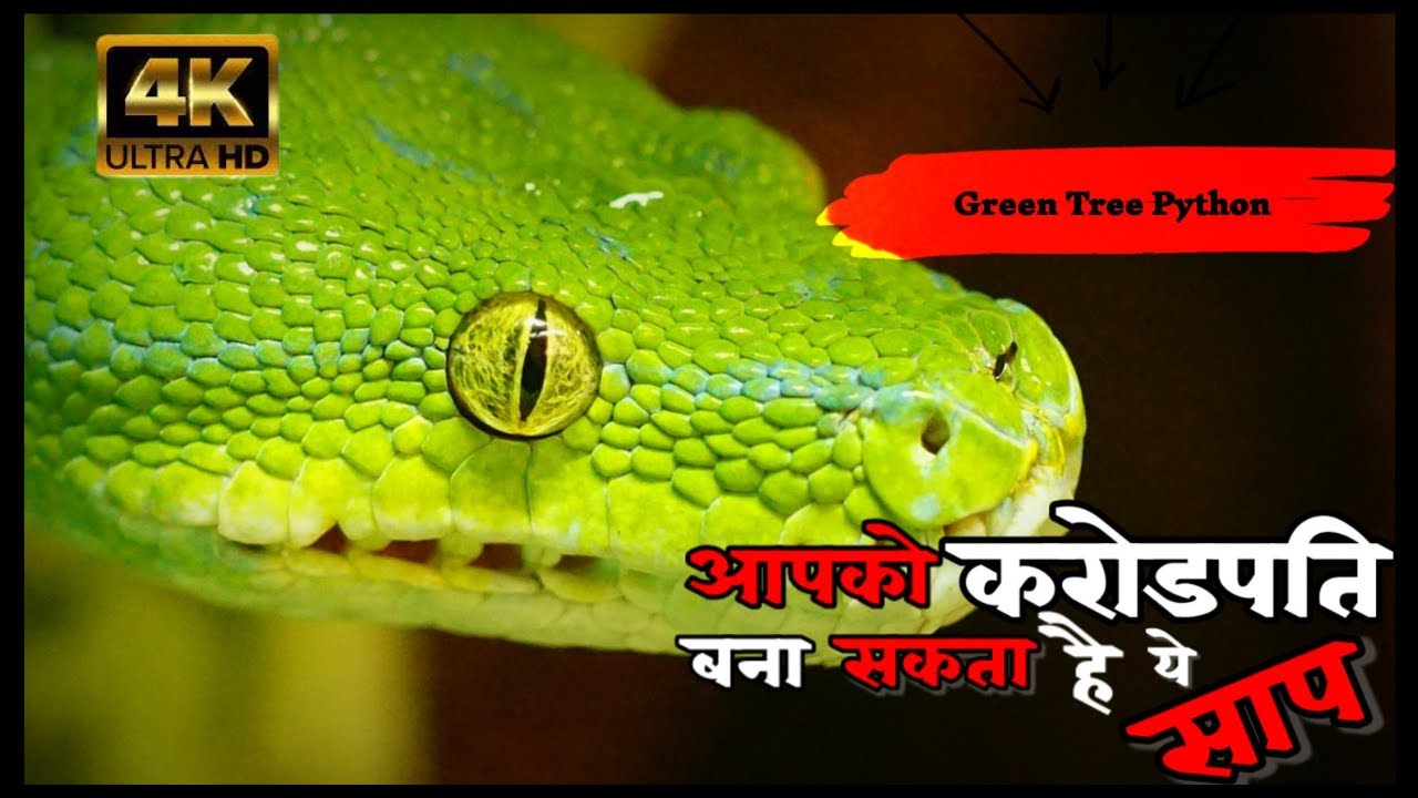 🤑करोडपति बना सकता है ये सांप 👀|| Green Tree Python || - YouTube