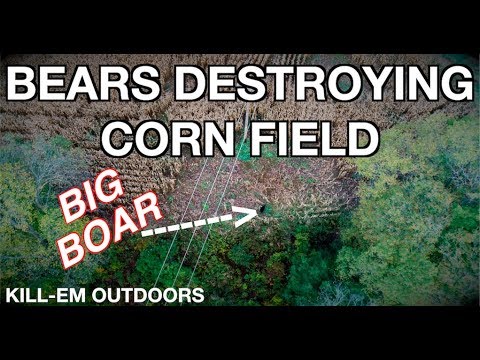 Awesome Drone Footage Of Bears In Corn Field - YouTube