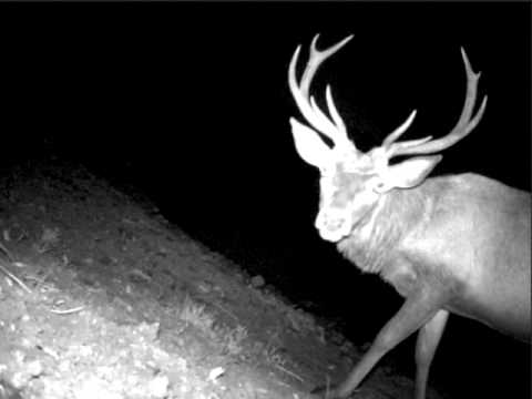 5x5 Red Deer Stag - YouTube