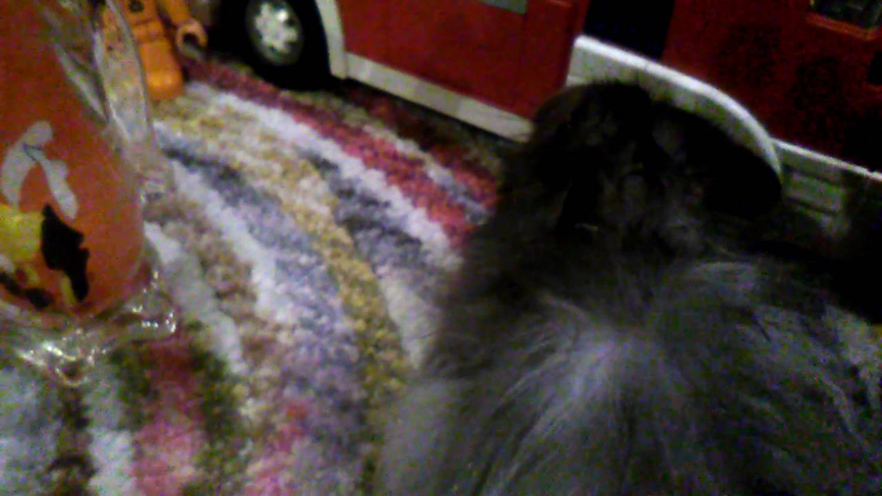 Super joki - YouTube