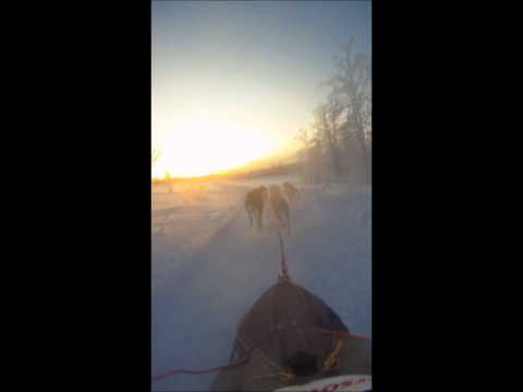 Kiruna klubbmästerskap 2012 [HD] - Akiina's Sleddog Racing