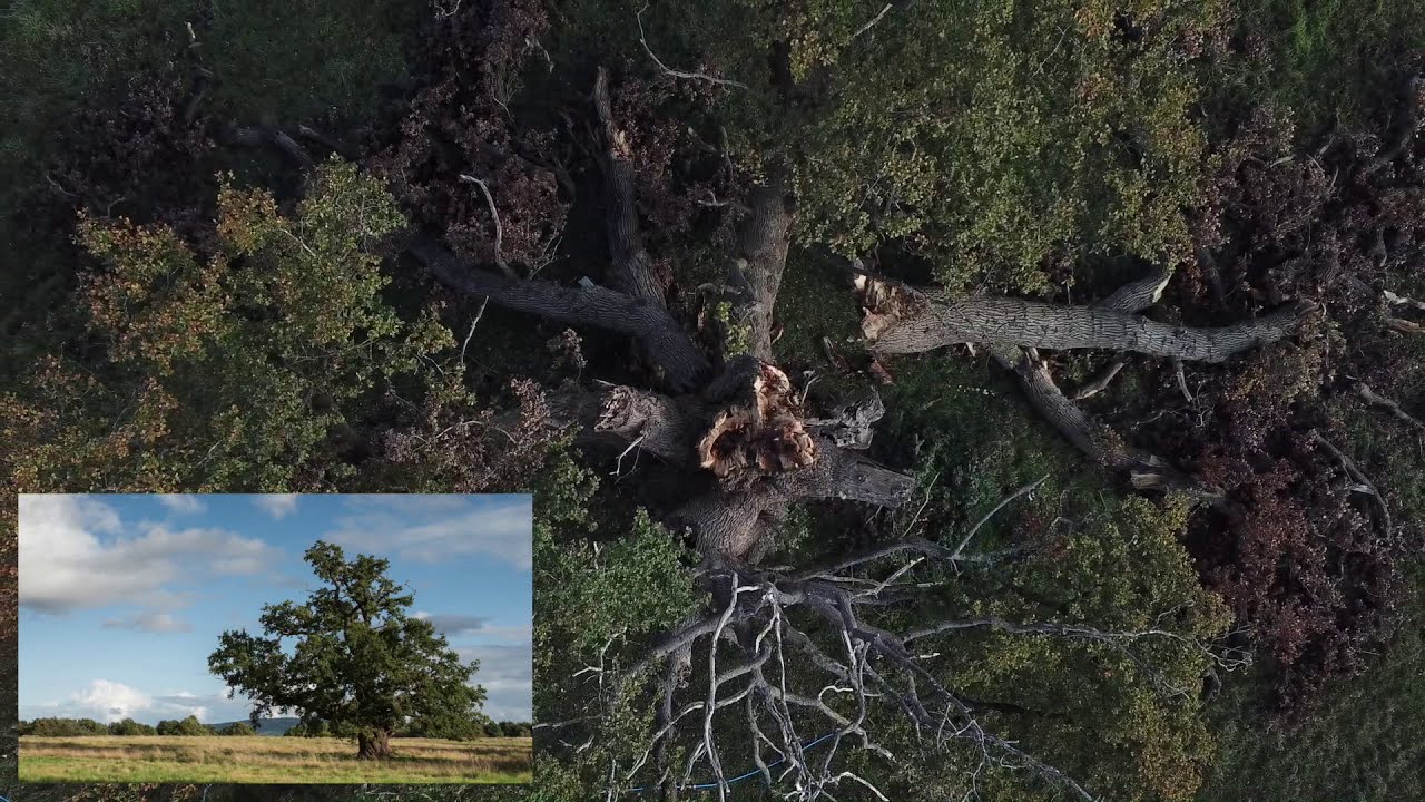 Natural Retrenchment on Veteran Oak Tree - YouTube