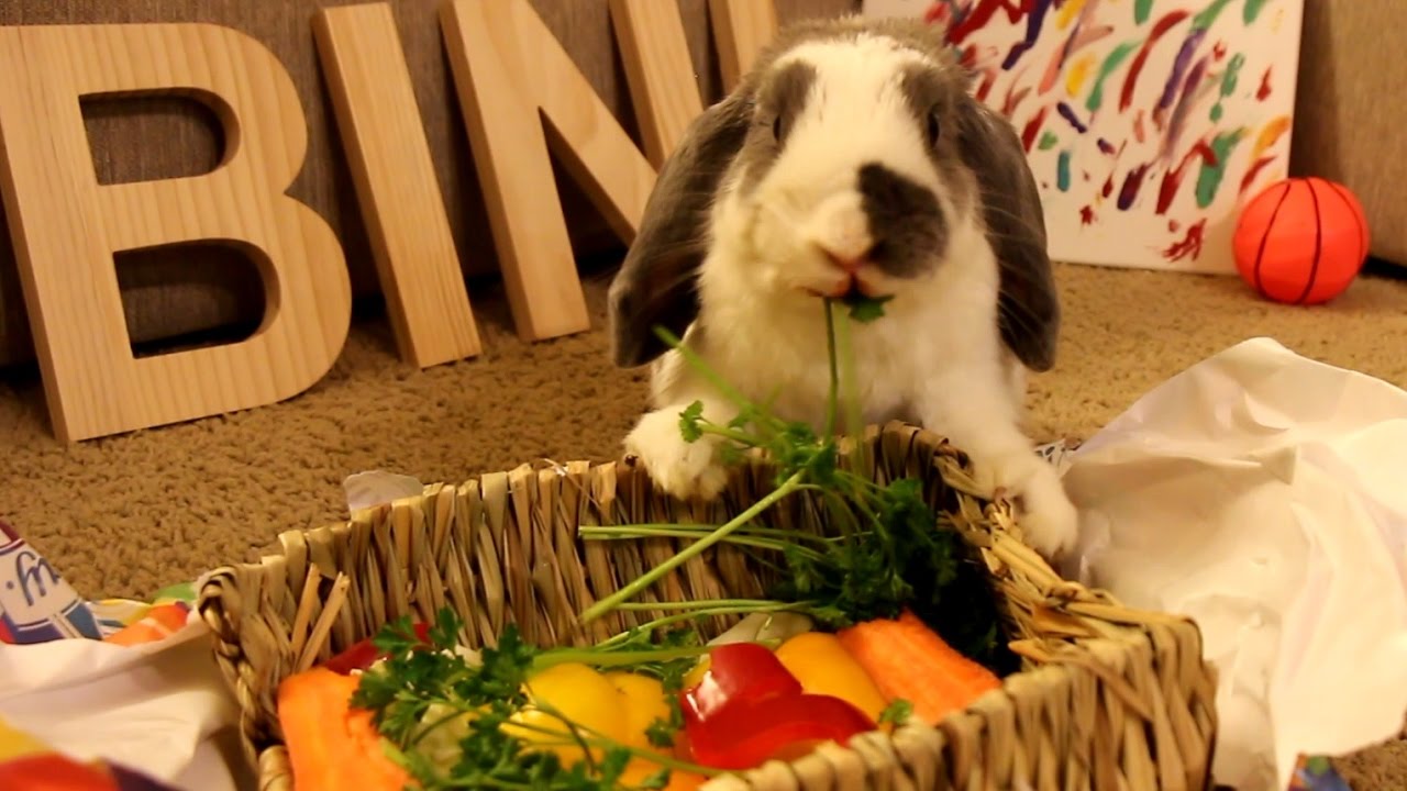 Surprise party for a rabbit (5th birthday) - Say happy birthday!! - YouTube