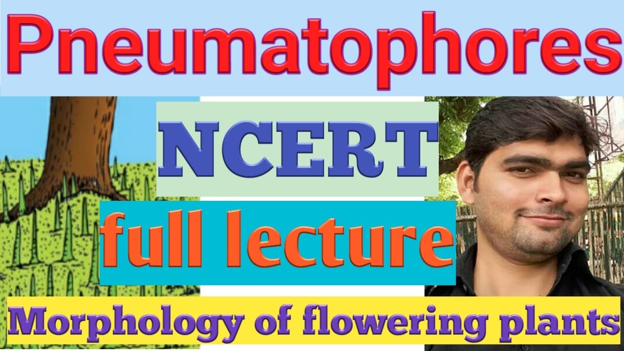#Pneumatophores|Pneumatophores TRICK NCERT|morphology of flowering ...