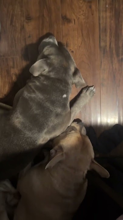 Django finding comfort in his little brother. ️ - YouTube