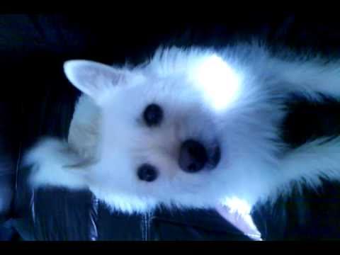 Dog talking (Weeranian) - YouTube