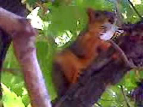 squirrel drinking alcohol - YouTube