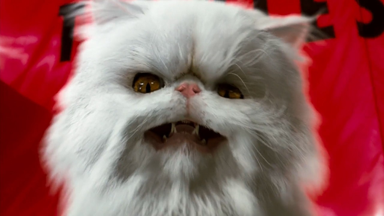 Cats & Dogs but only Mr. Tinkles - YouTube