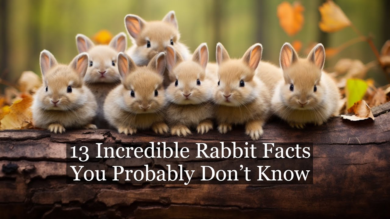 13 Incredible Rabbit Facts You Probably Don't Know - YouTube