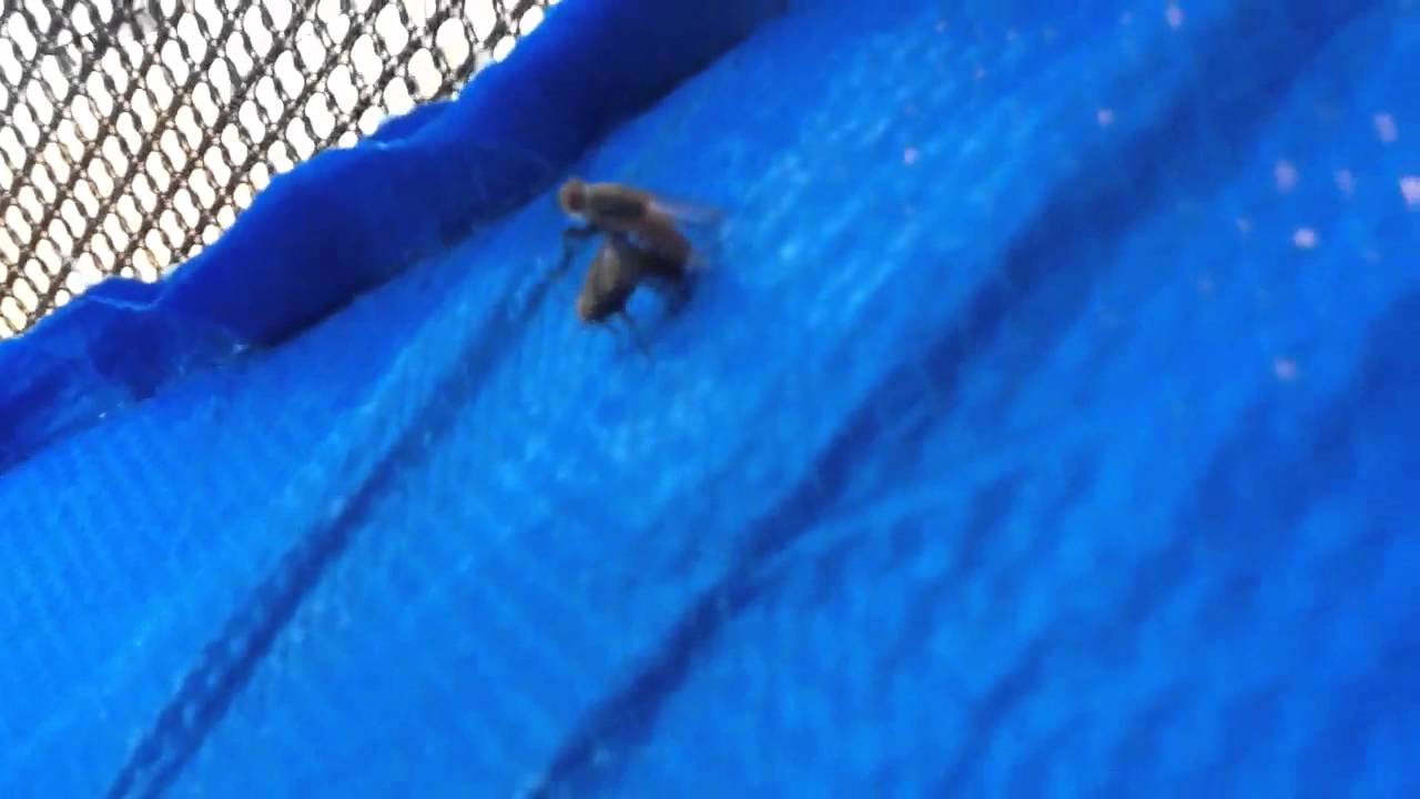 Embarrassing moments of animals - YouTube