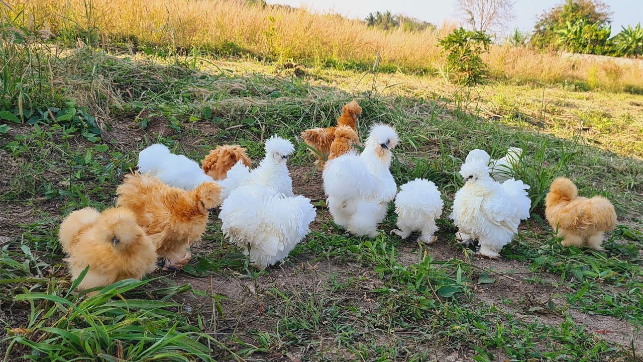 So Cute and Beautiful Silkie chicken - The beautiful Chicken - YouTube