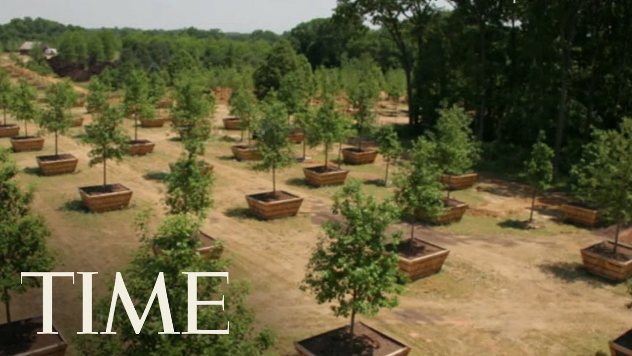 Keeping The 9/11 Survivor Tree Alive | TIME - YouTube