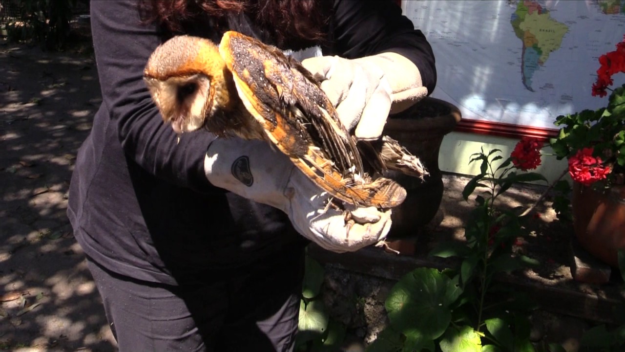 An Owl Rescue - YouTube