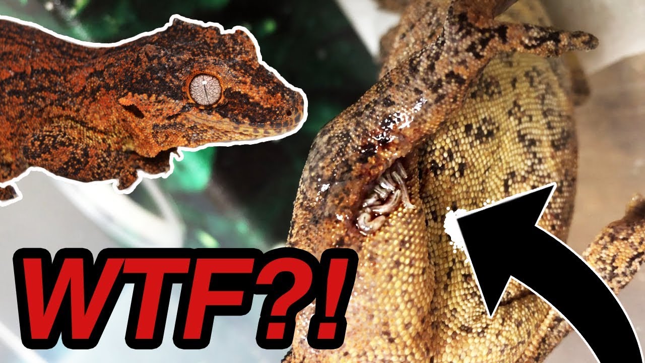 MAGGOTS Started Crawling Out of my Gecko! *NOT CLICKBATE - YouTube