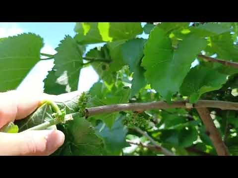 urmu dut 1 . #ekşikaradut#mulberry#persianmulberry#lezzet#morusnigra