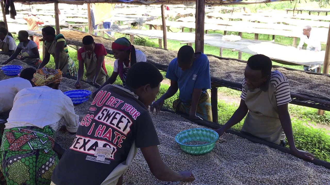 Hand Sorting Green Beans - YouTube