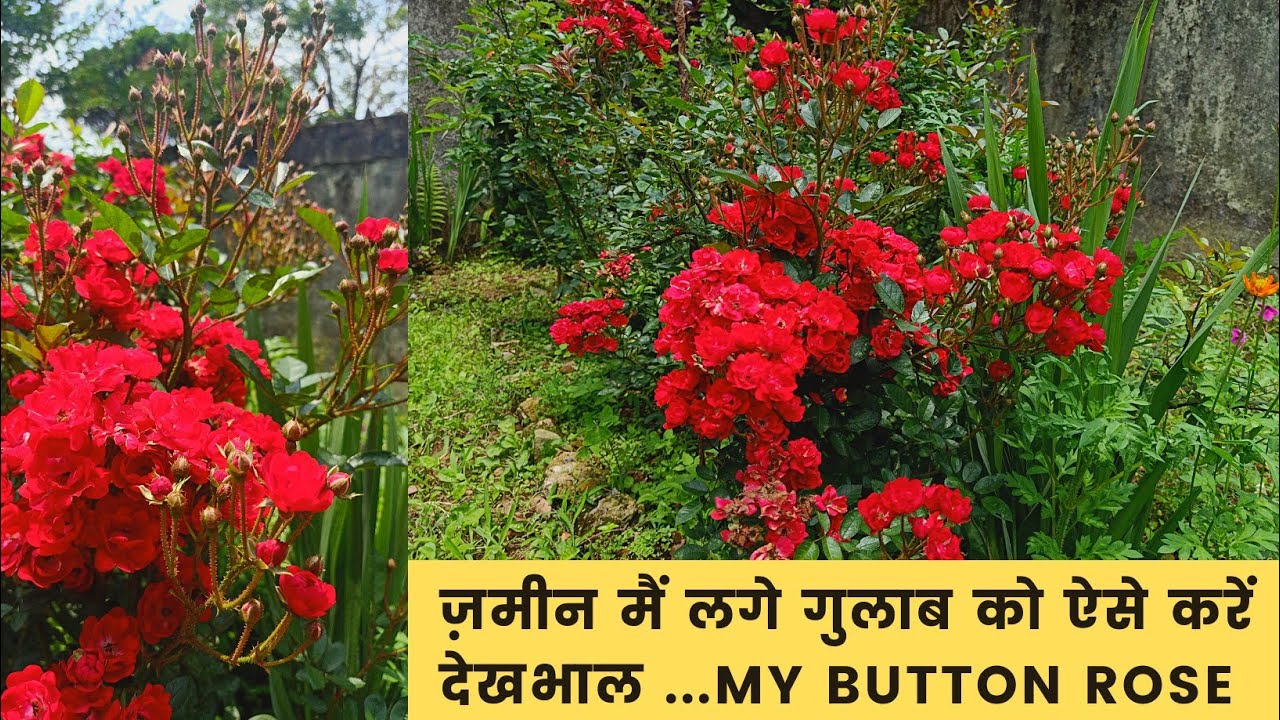 My Button Rose Plants Tour And Care Tips for All Types Ground Roses ...