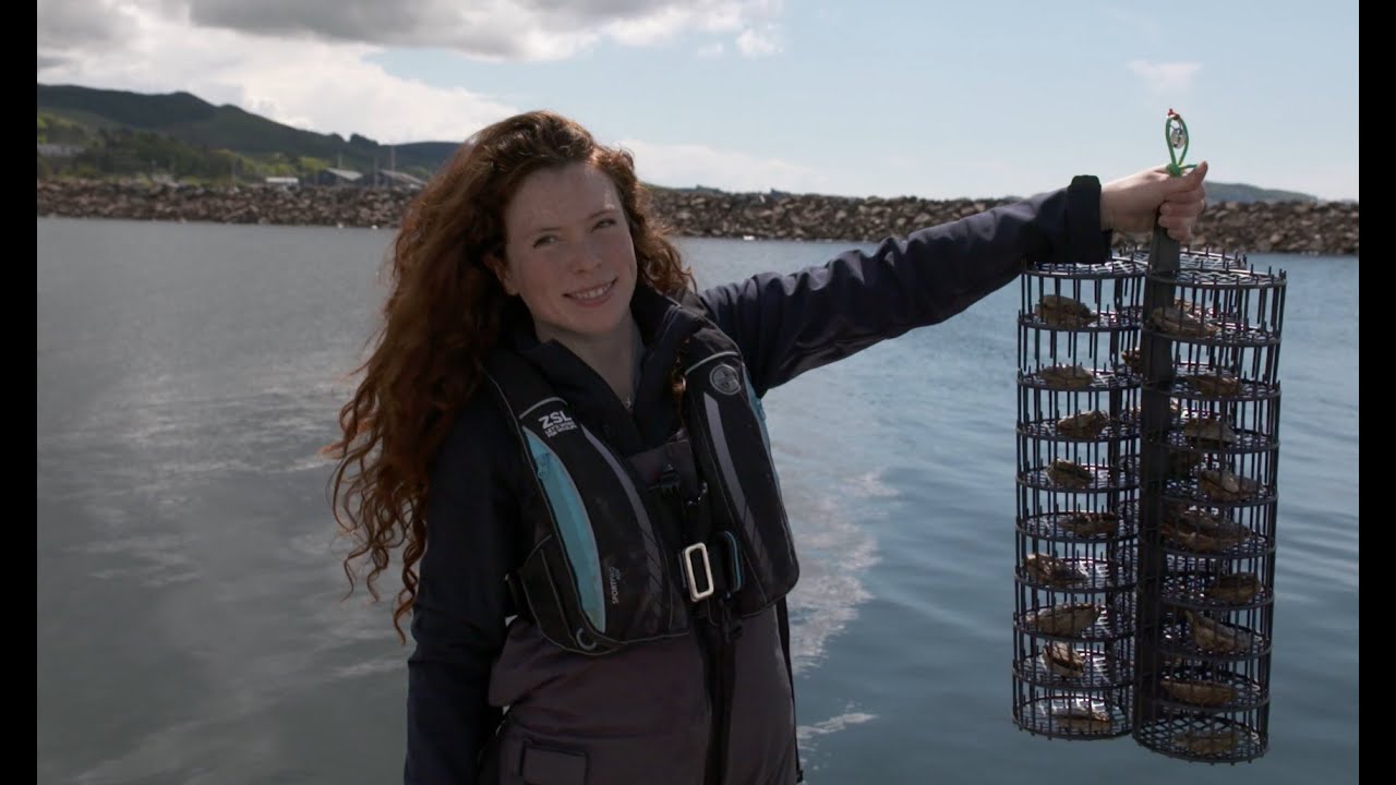 Back from the Brink: oyster ocean superheroes - YouTube