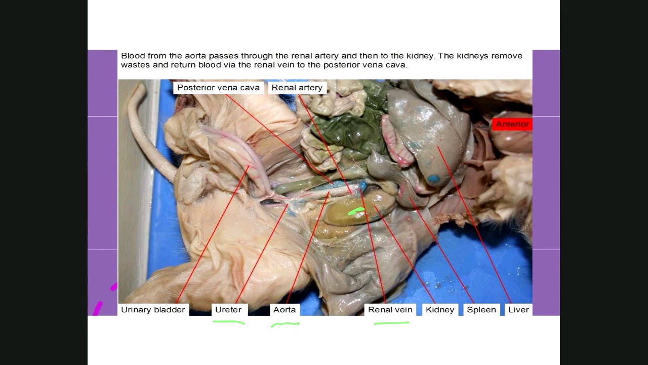 Lab -11 Reproductive and Urinary Systems - YouTube