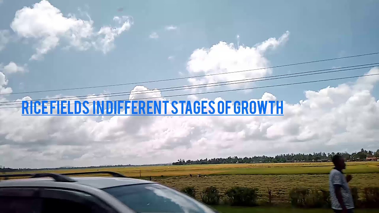 Travel vlog: Mwea rice fields,Kirinyaga county - YouTube