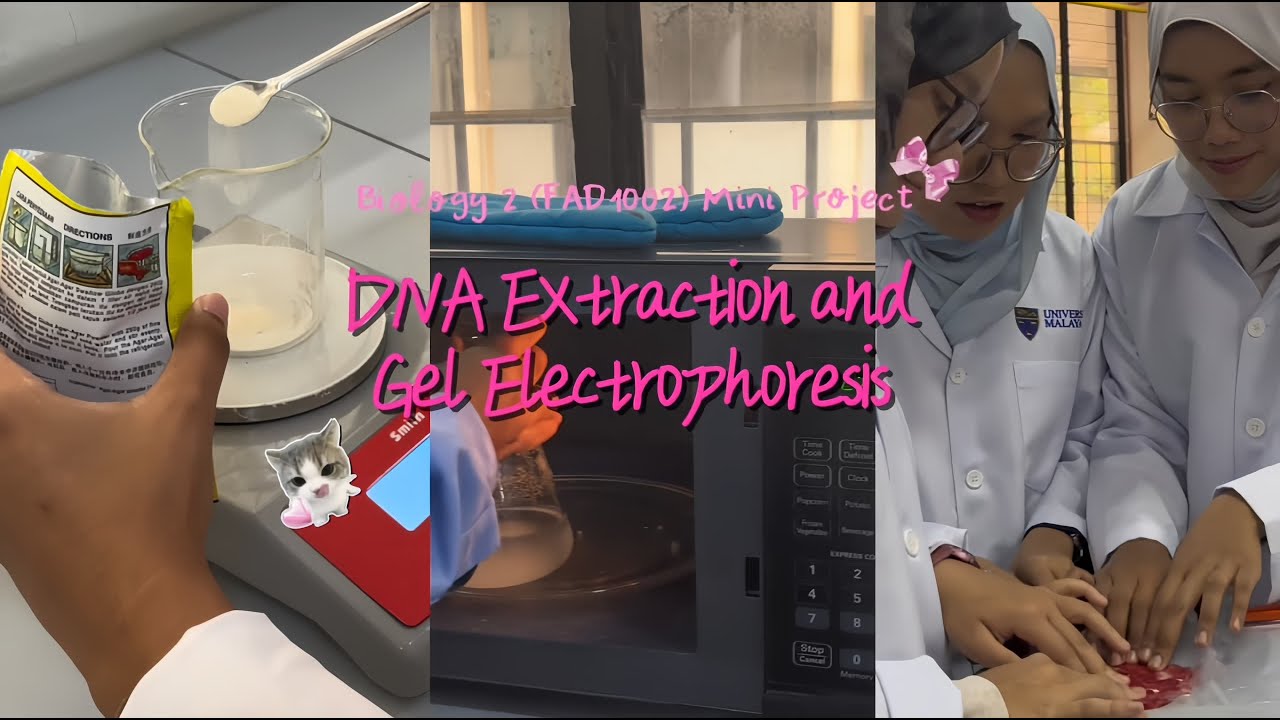 DIY DNA Extraction and Gel Electrophoresis | G3 HK2 25/26 - YouTube