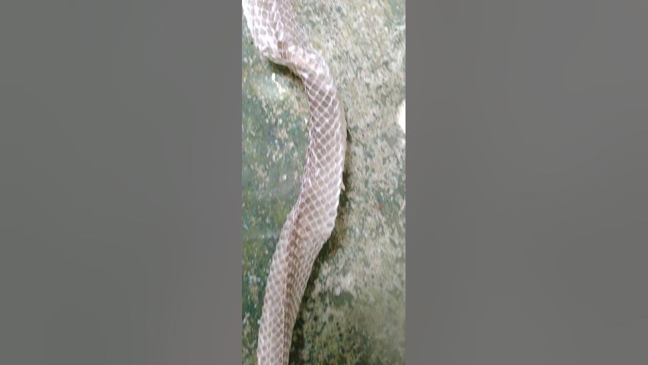 Snake's skin # why do Snakes shed their skin - YouTube