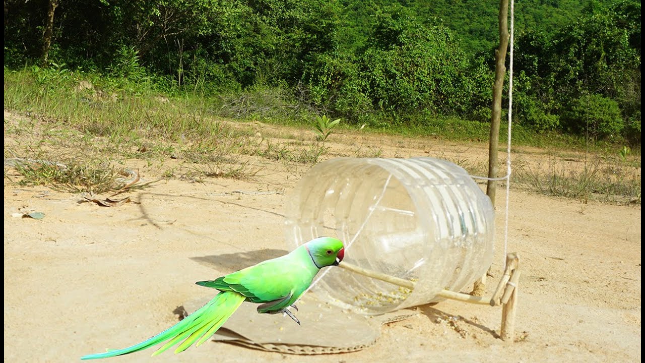 Awesome Quick Parrot Bird Trap Using Plastic Bottle - How To Make A ...