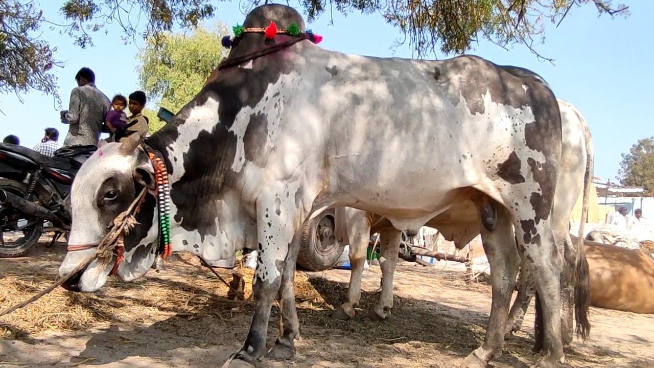 Ongolu Bulls Ieja // Farmer Ongole Bulls 2022 - YouTube