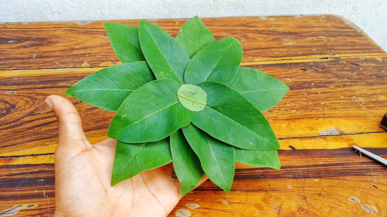 Leaf Art | Making Beautiful Flower from Leaves - YouTube