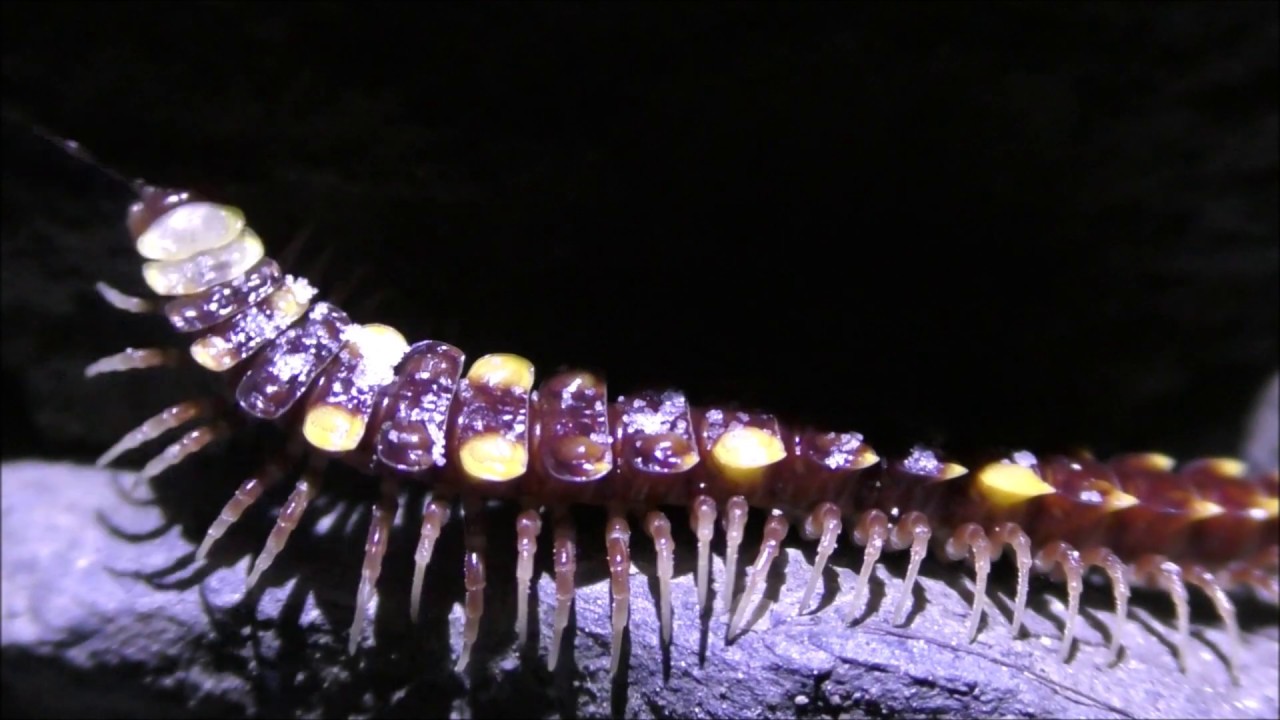 Polydesmus collaris collaris (Koch1847) - YouTube