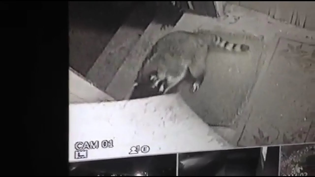 Raccoon tries to break into my house - YouTube