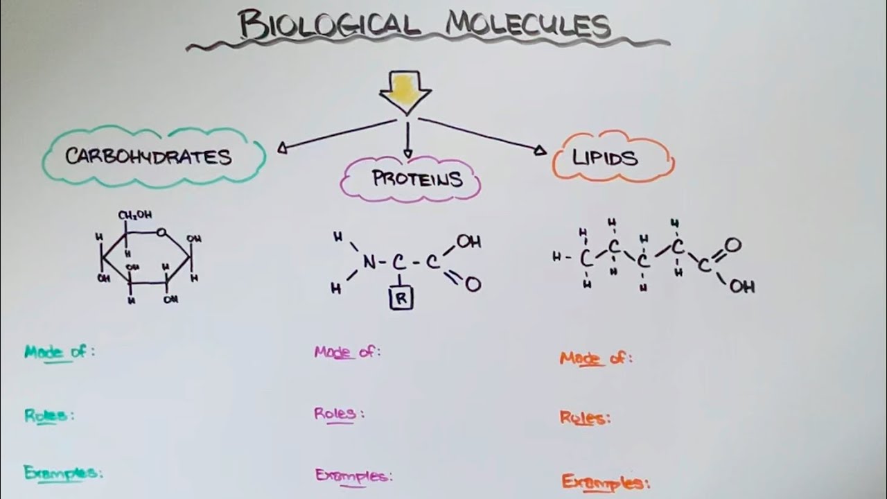 Biological Molecules - YouTube