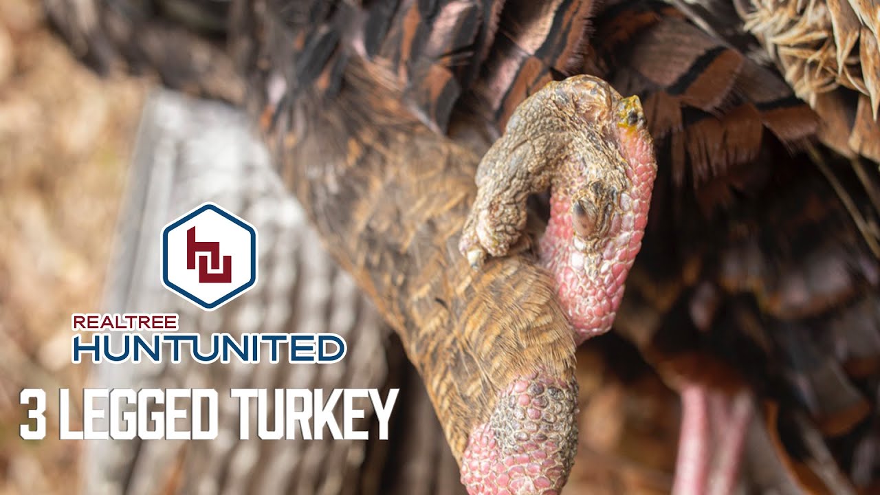 Three-Legged Turkey? | MUST WATCH! - YouTube