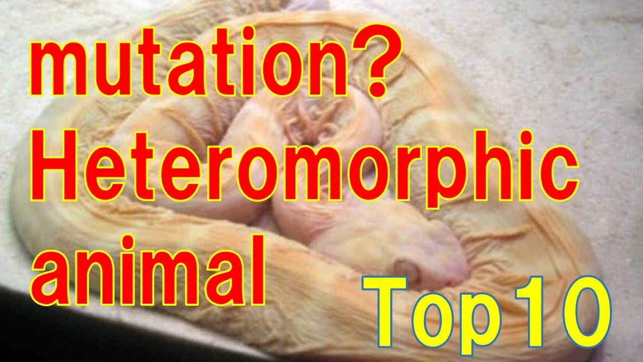 【impact】mutation? Mutant-like heteromorphic animal found 15【Wonder ...