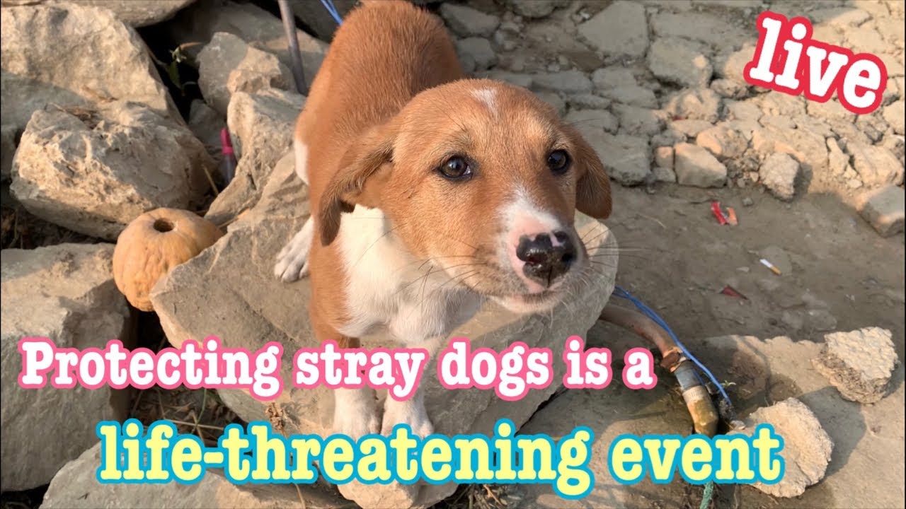 Protecting stray dogs is a life-threatening event💦 - YouTube