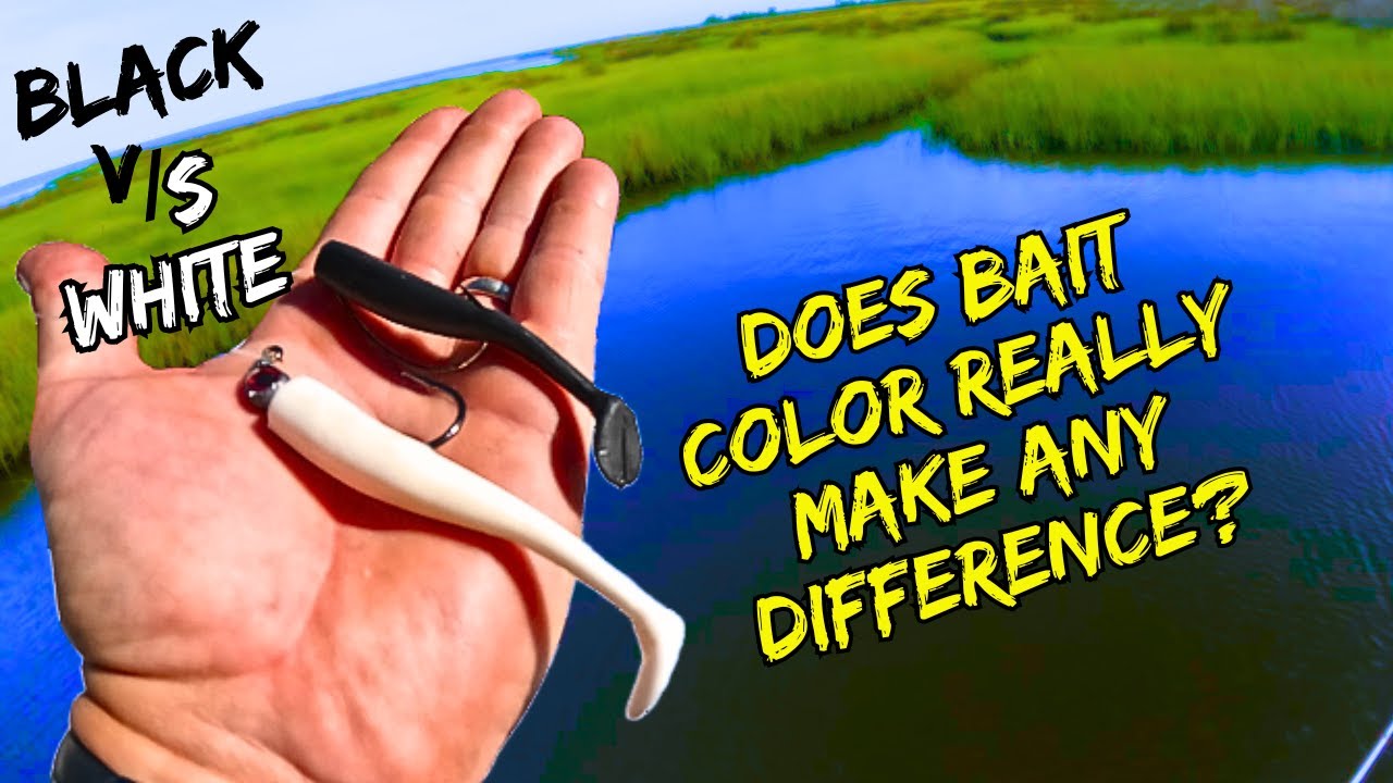Does *BAIT COLOR* really matter? The Ultimate Test! BLACK vs WHITE ...