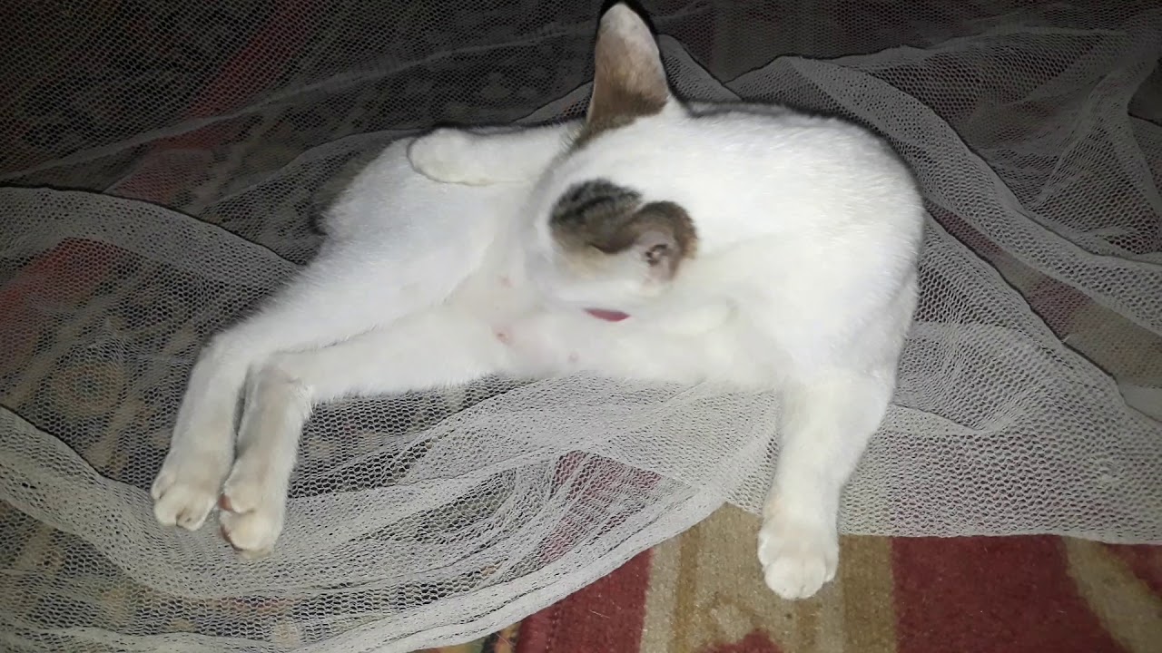 KUCING SUKA GULING GULING - YouTube