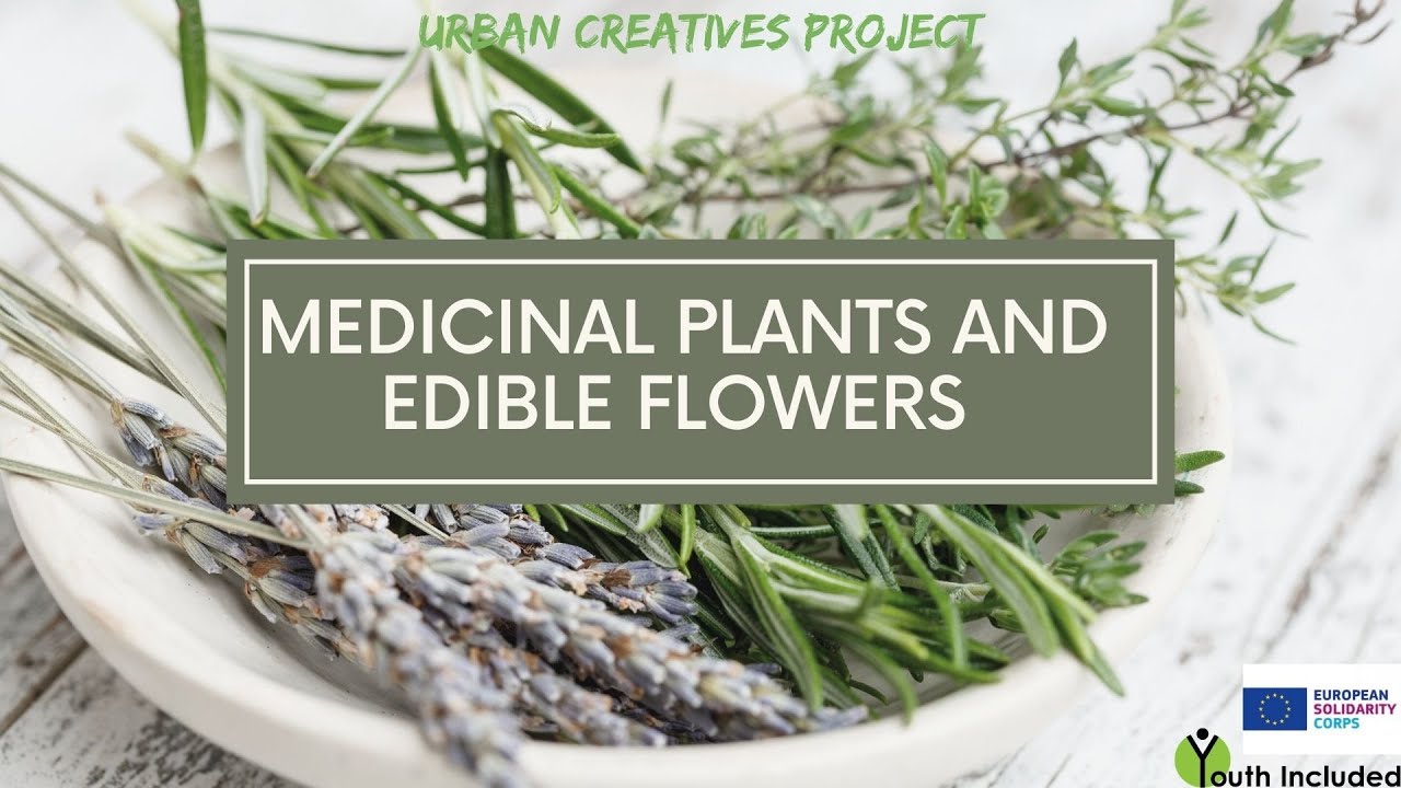 Growing edible flowers, and medicinal and culinary herb plants - YouTube