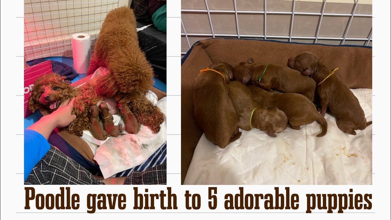 Poodle gave birth to 5 adorable puppies - YouTube