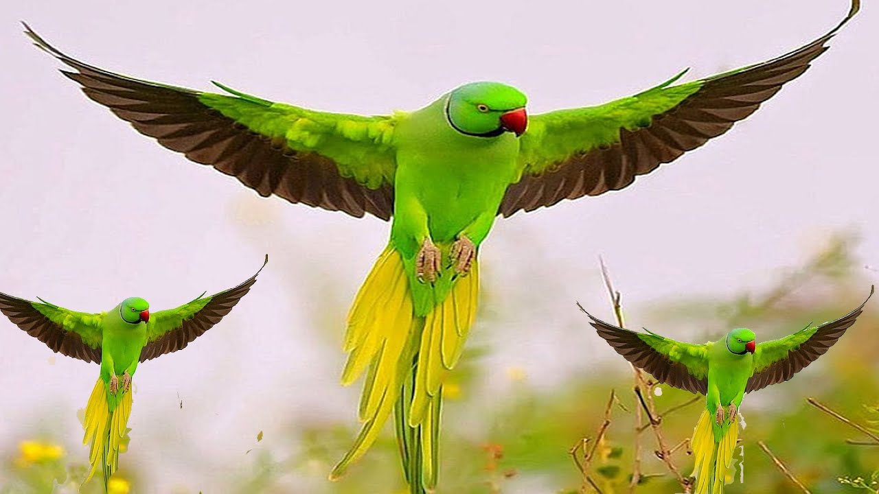 Green Parrot Talking Natural Sounds Effect 4K Video 2023 - YouTube