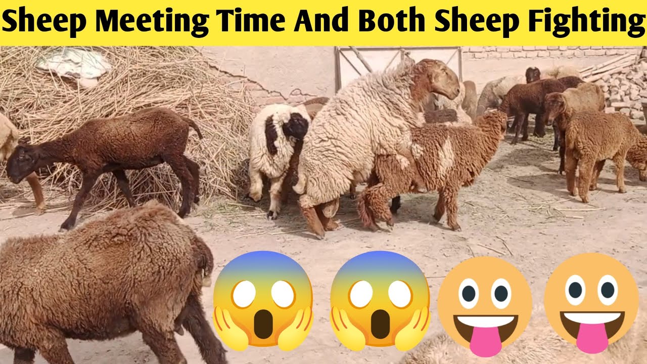Sheep Meeting Time And Both Sheep Fighting | Sheep Mating 2023 - YouTube